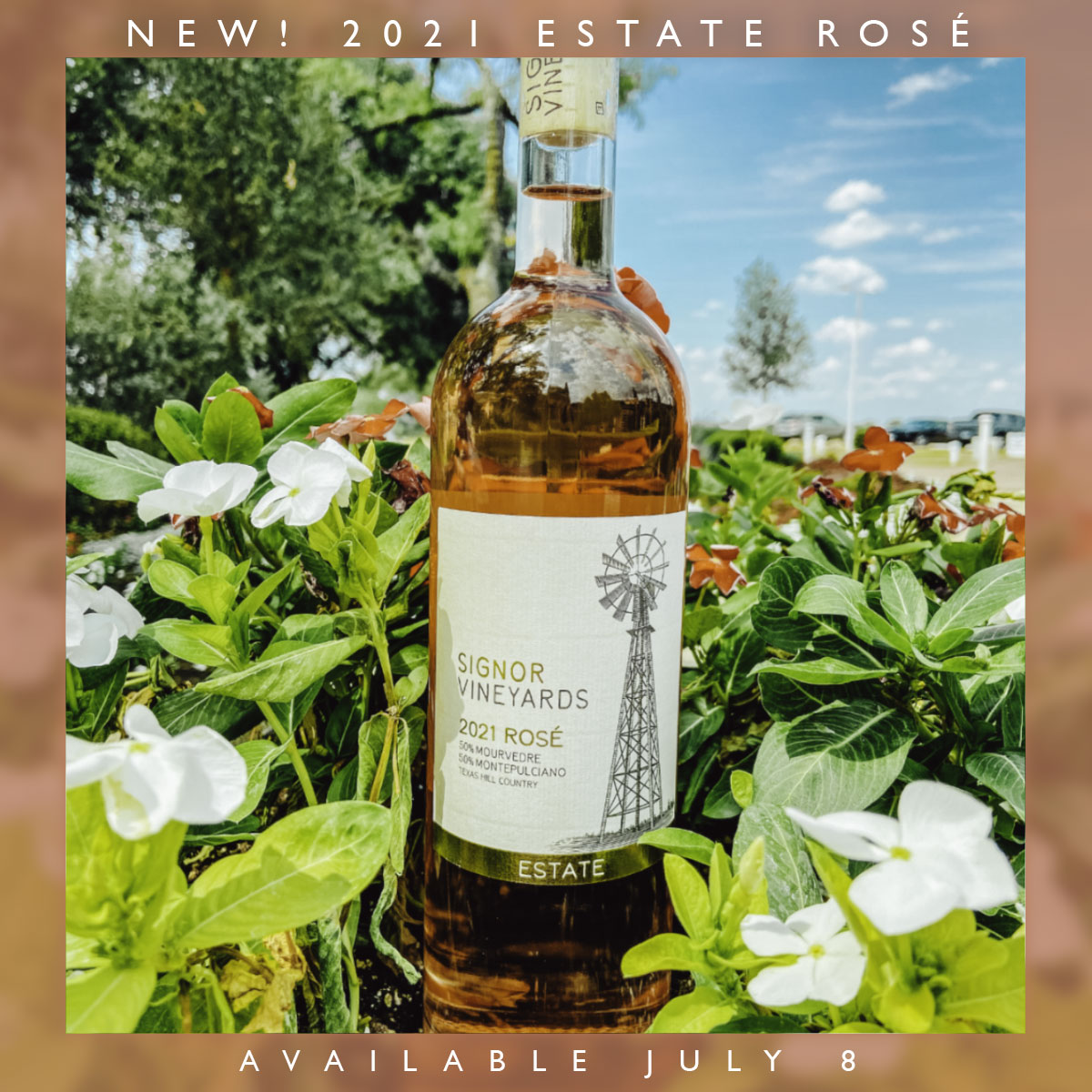 Rosé Wine - A Quick Lesson - Signor Vineyards